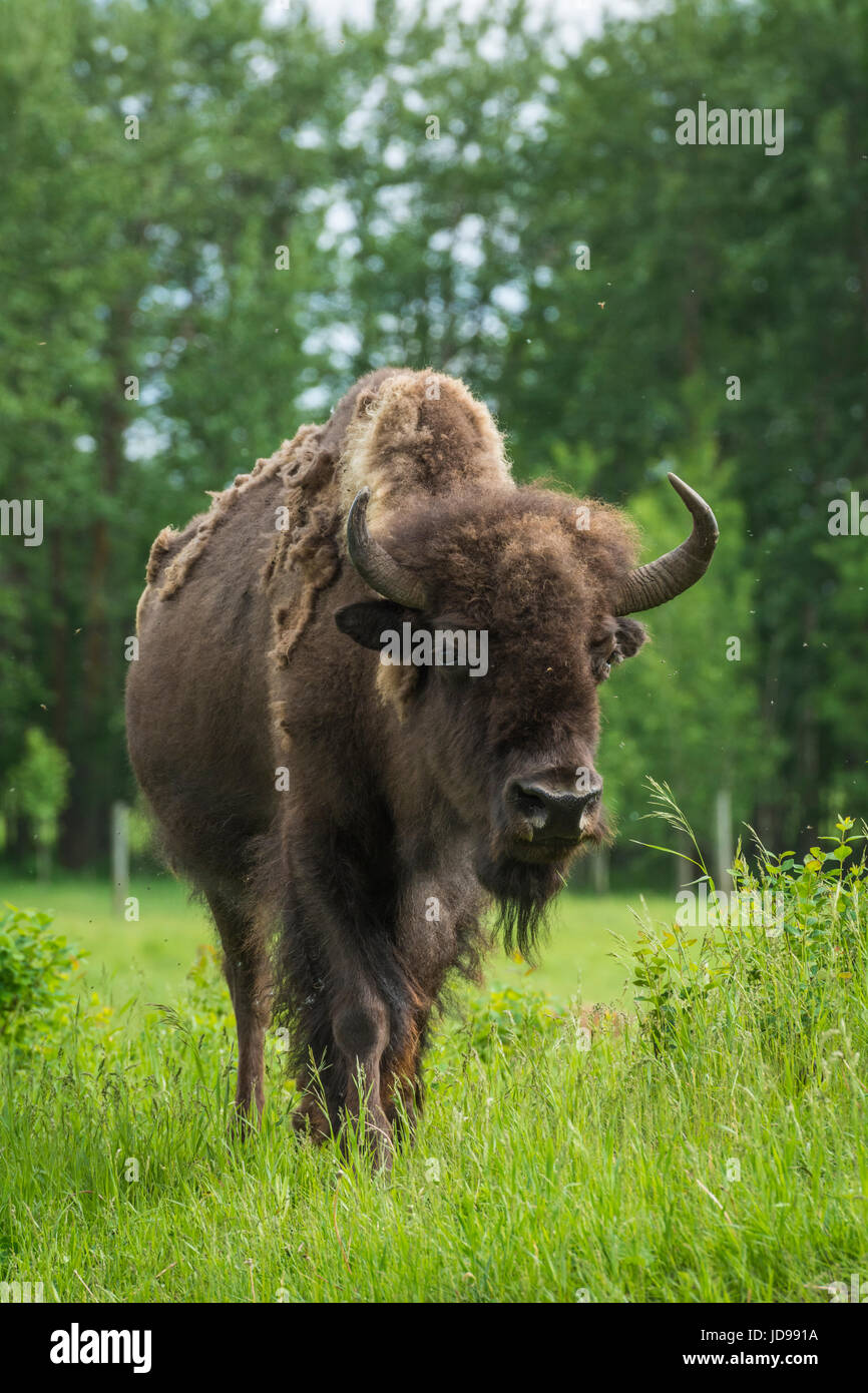 Elk Island National Park High Resolution Stock Photography and Images ...