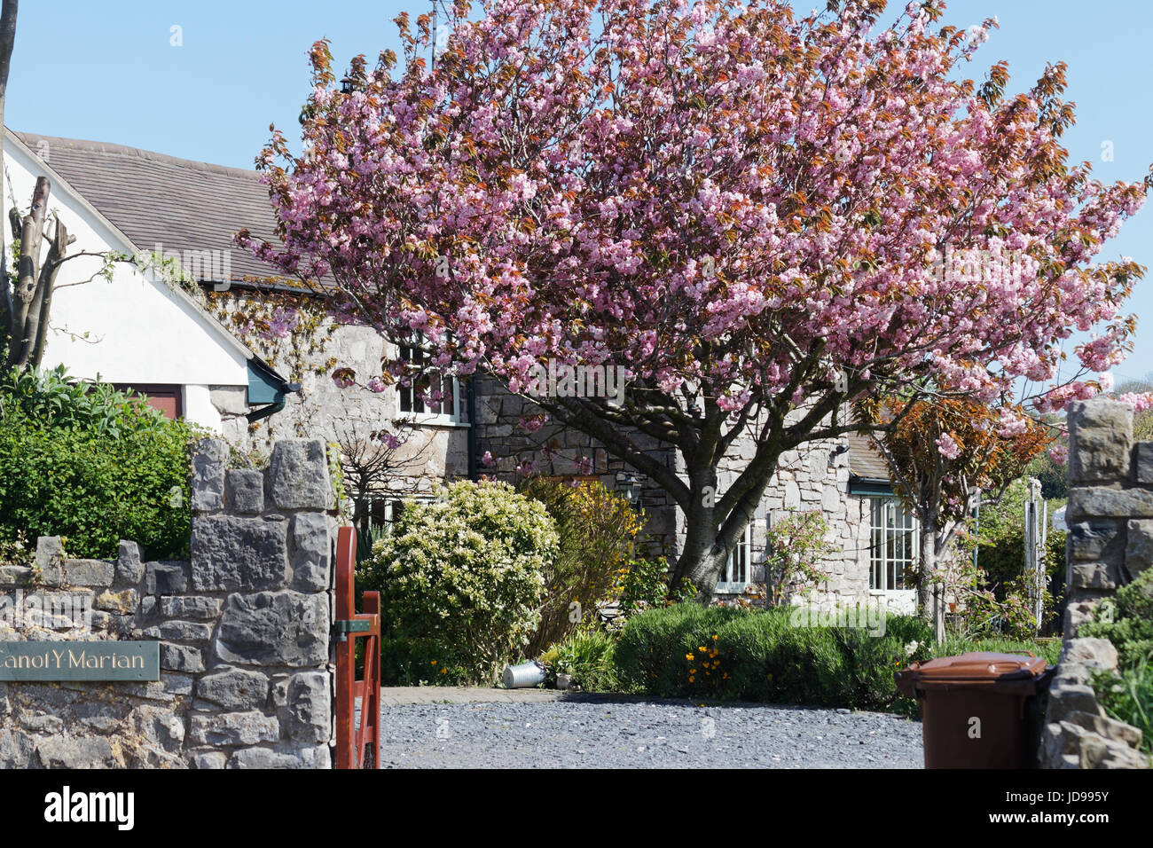 This cherry tree is growing in a garden in Gwaenysgor and looks ...