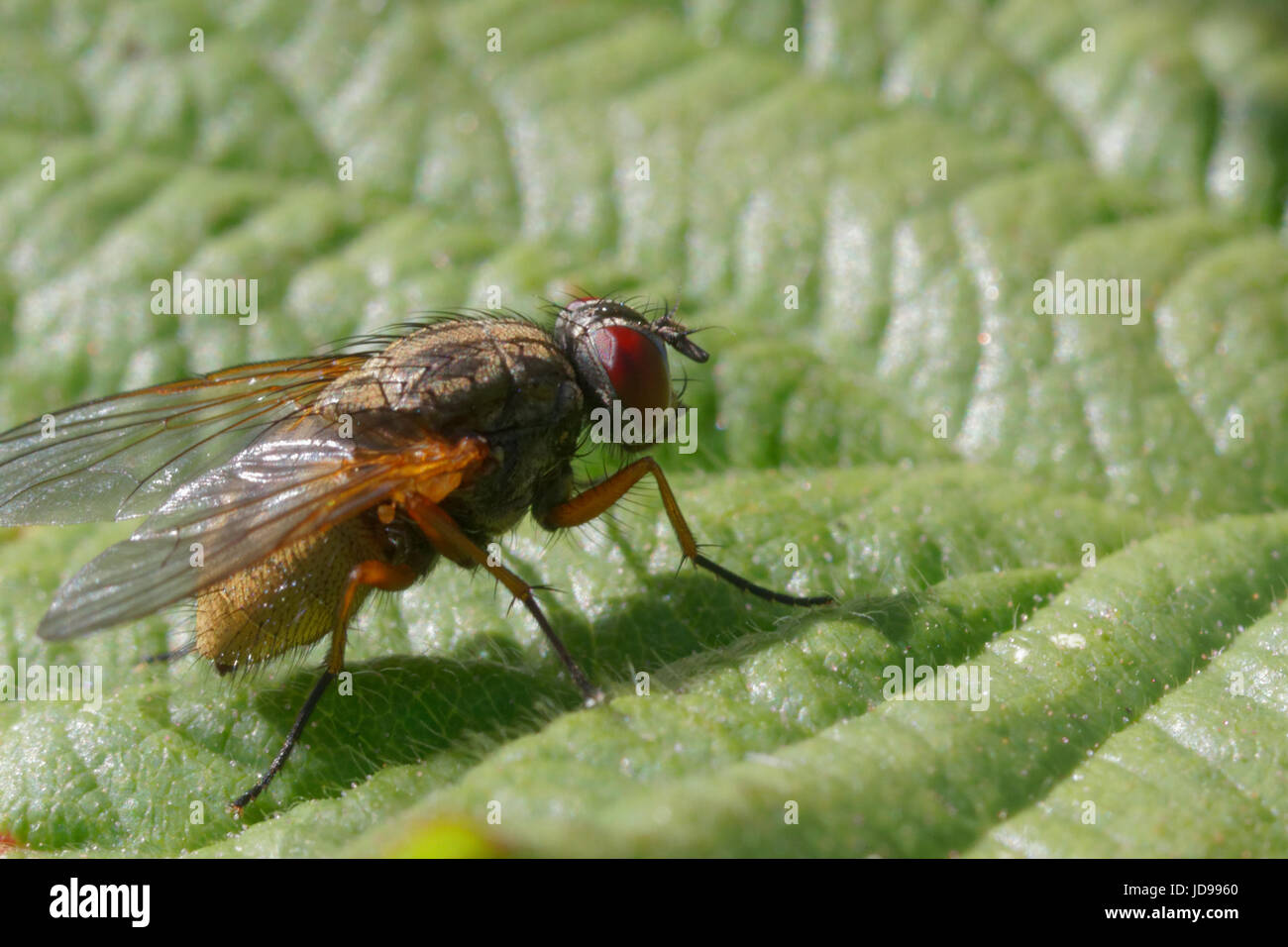 A house fly Stock Photo - Alamy