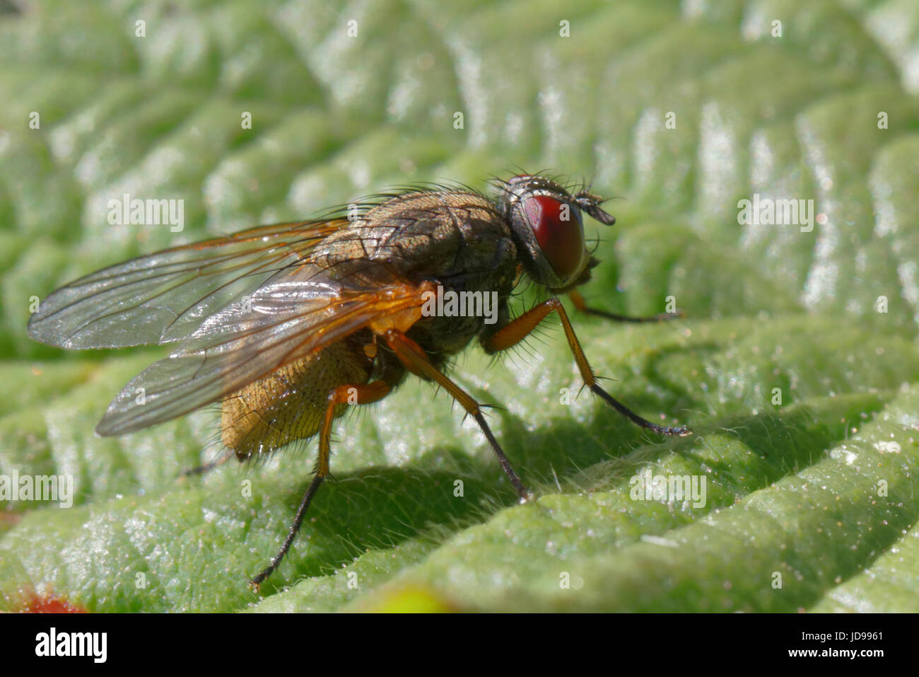 A house fly Stock Photo - Alamy