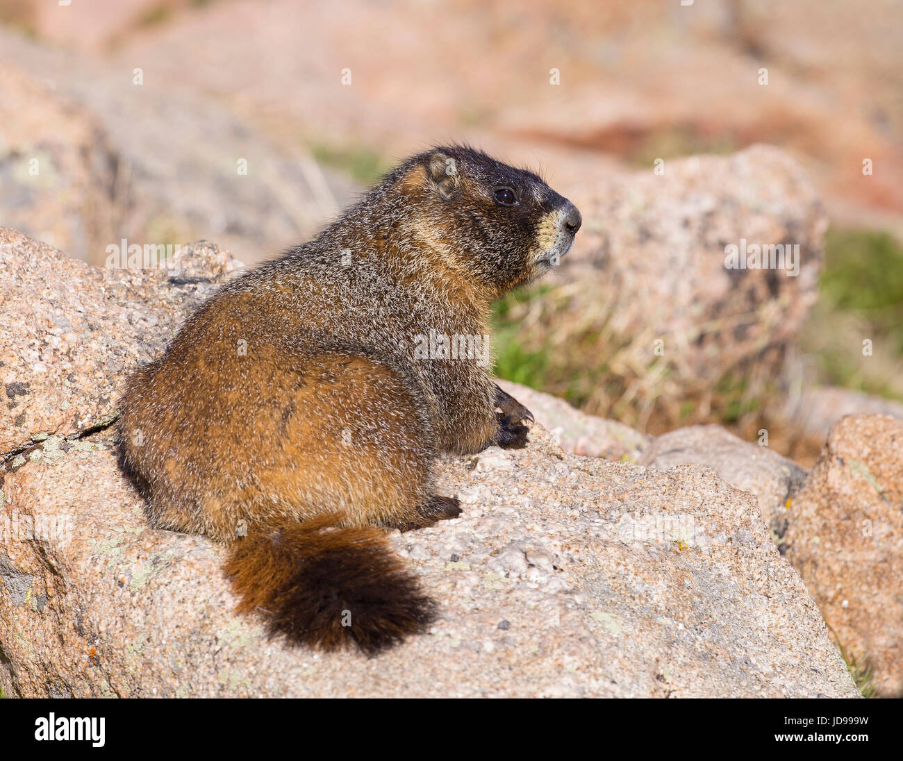 Alpine marmot - Rocky Mountains National Park, Colorado Stock Photo - Alamy