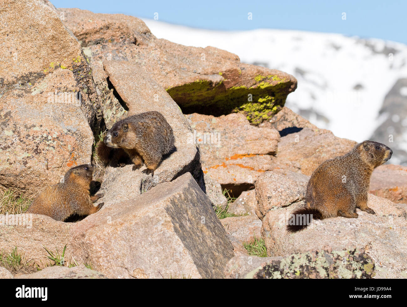 Alpine marmot - Rocky Mountains National Park, Colorado Stock Photo - Alamy