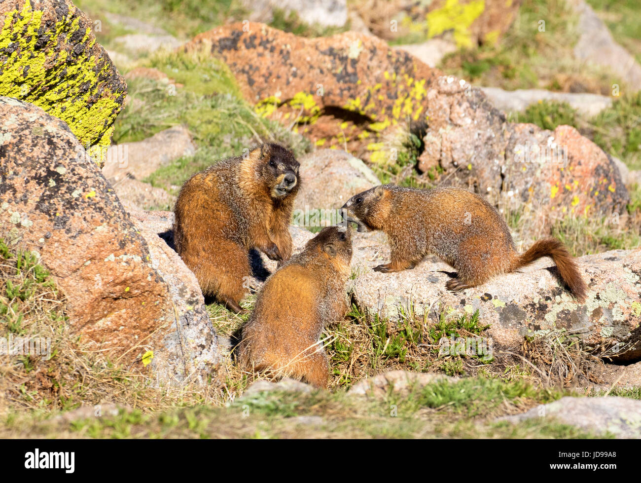 Alpine marmot - Rocky Mountains National Park, Colorado Stock Photo - Alamy