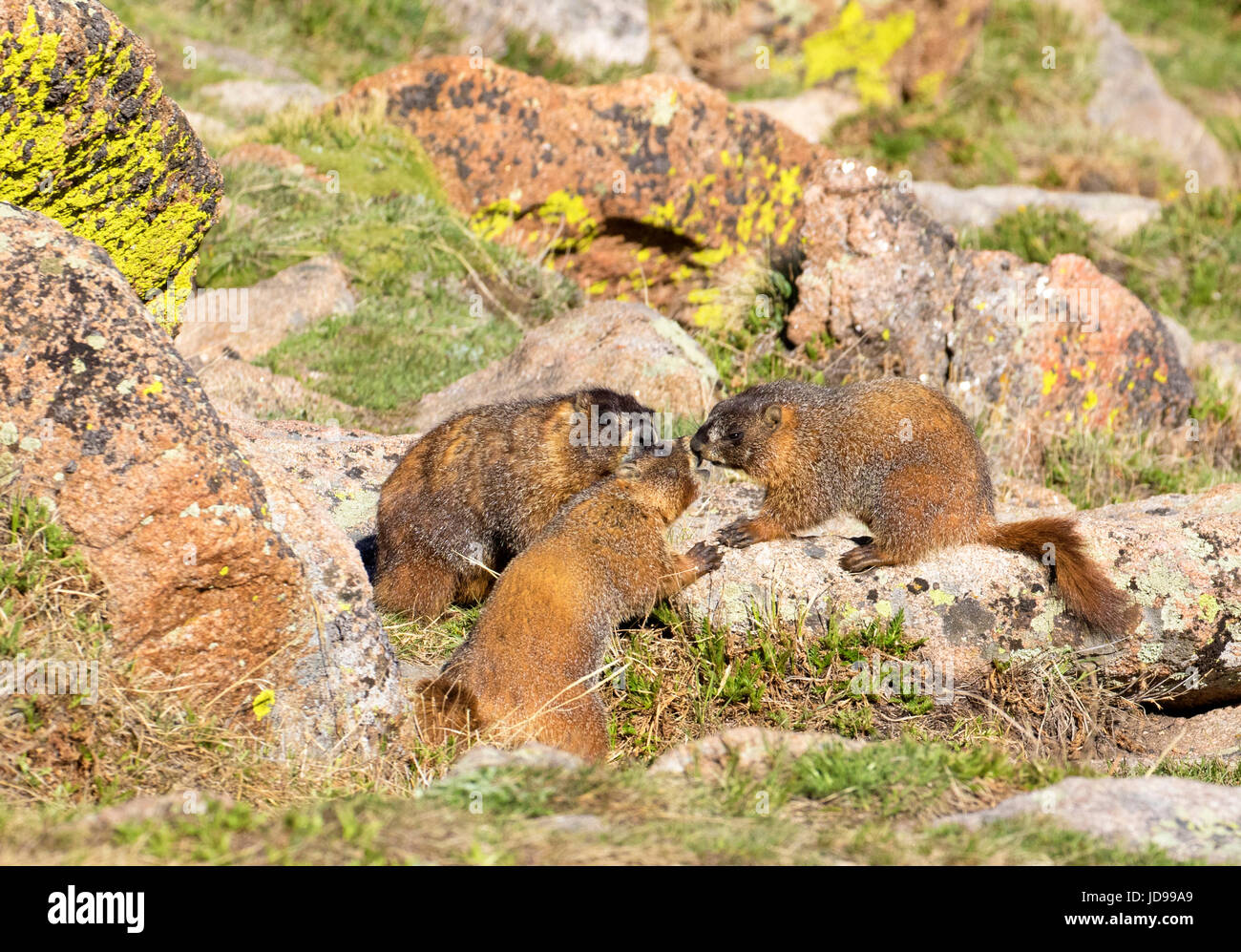 Alpine marmot - Rocky Mountains National Park, Colorado Stock Photo - Alamy