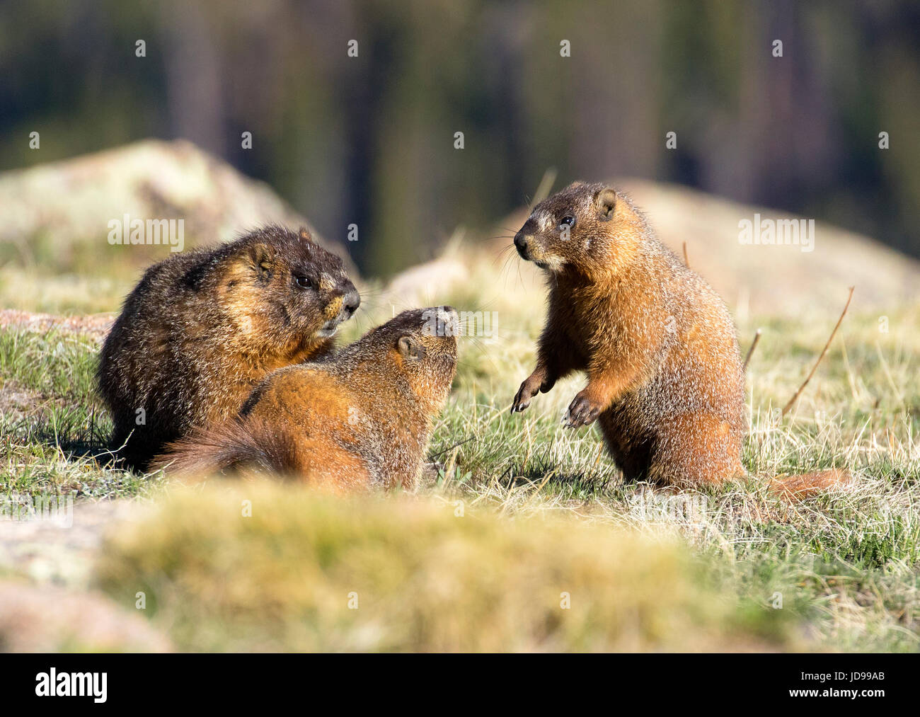 Alpine marmot - Rocky Mountains National Park, Colorado Stock Photo - Alamy