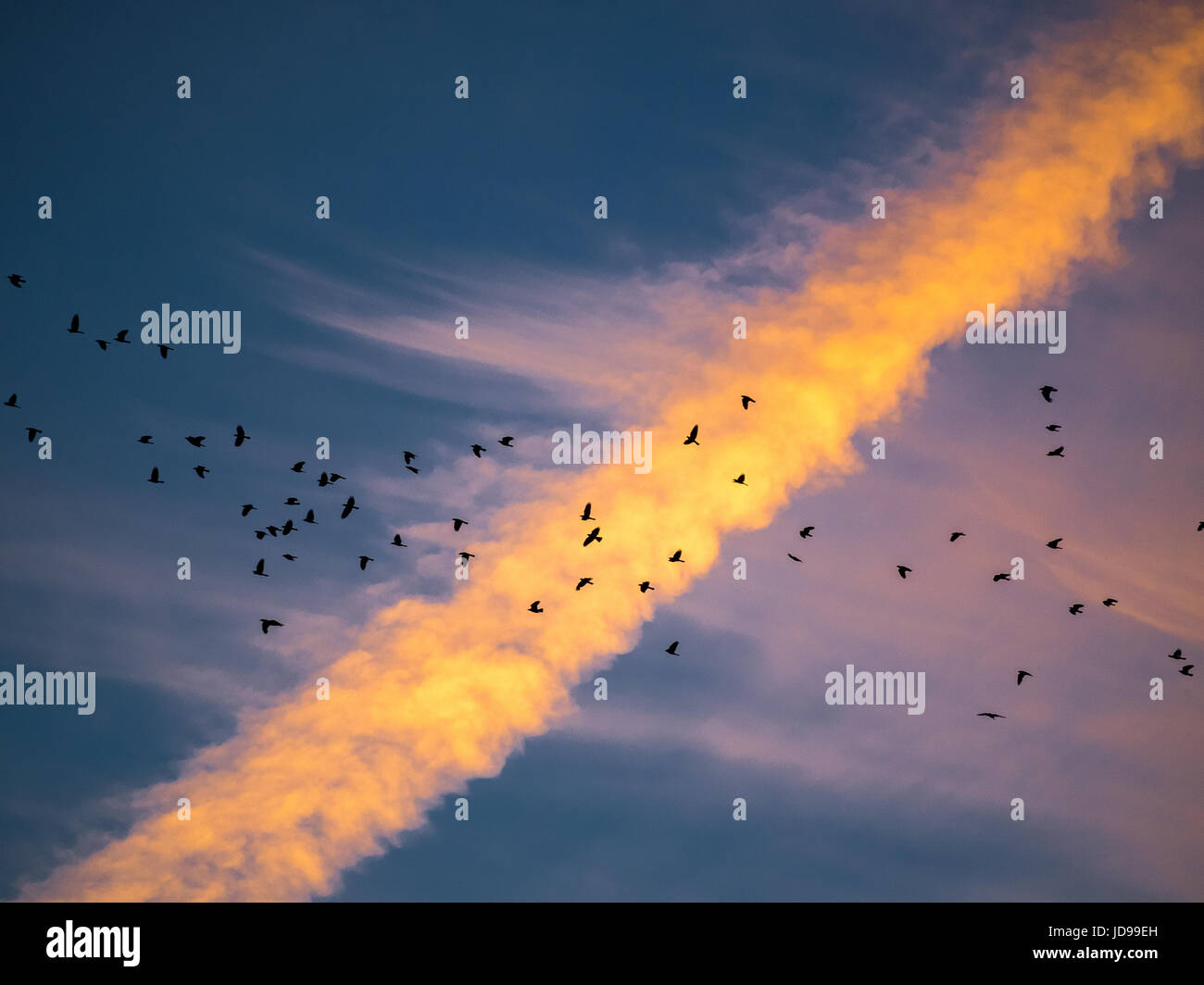 Crow flying camera hi-res stock photography and images - Alamy