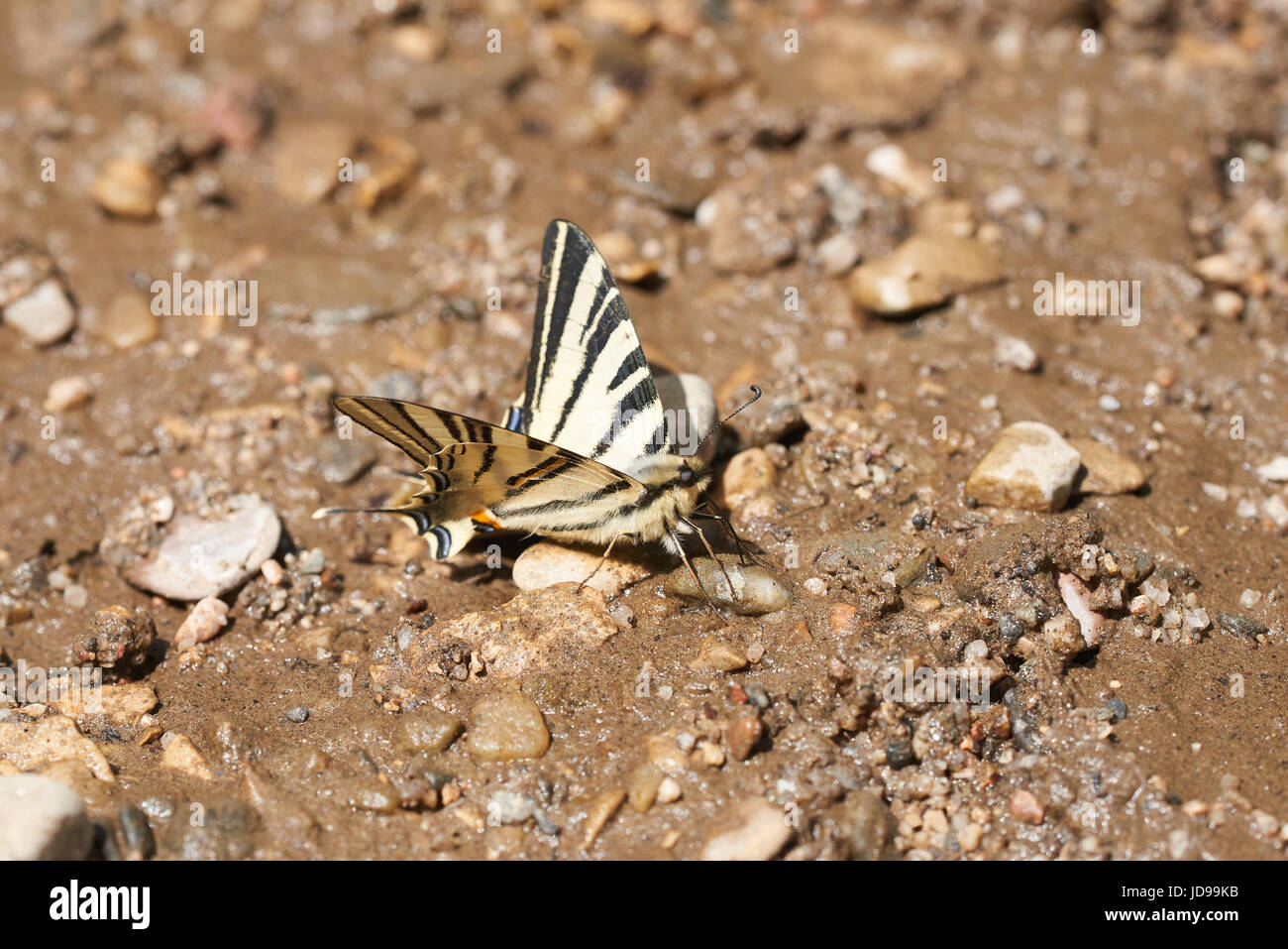 Butterfly in the mud Stock Photo - Alamy