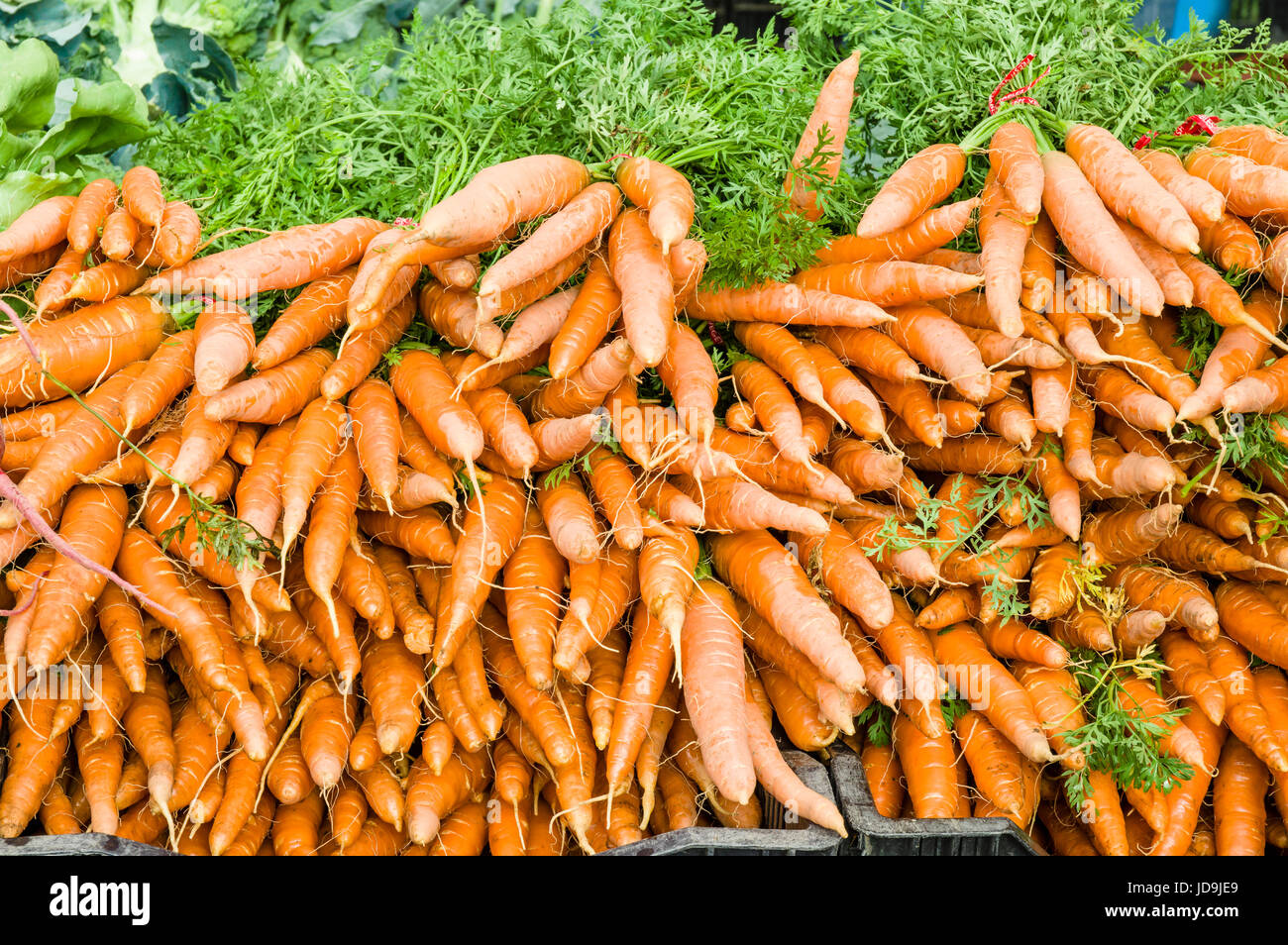 Display of fresh dug carrots at the farm market Stock Photo - Alamy