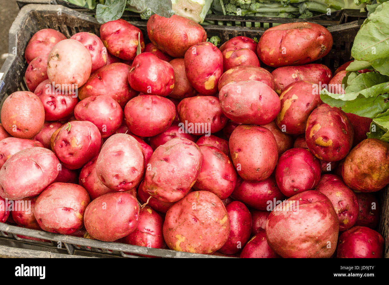 Red potato farm hi-res stock photography and images - Alamy