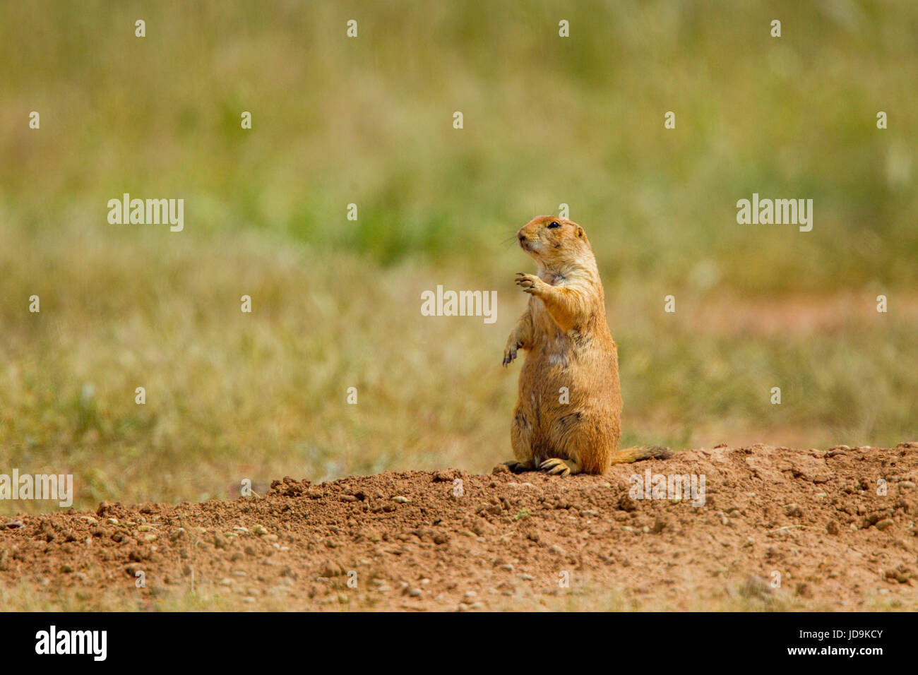 Black-tailed Prairie Dog Cynomys ludovicianus Empire-Cienega Resource ...