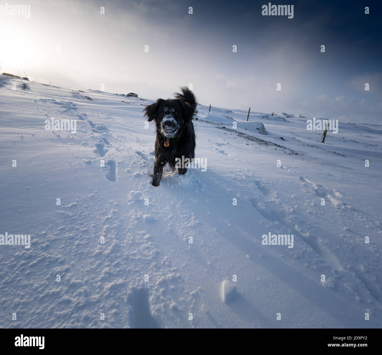 Dog running and playing in snow covered landscape, Iceland, Europe ...