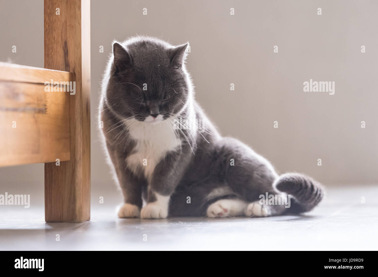 The gray British cat Stock Photo - Alamy