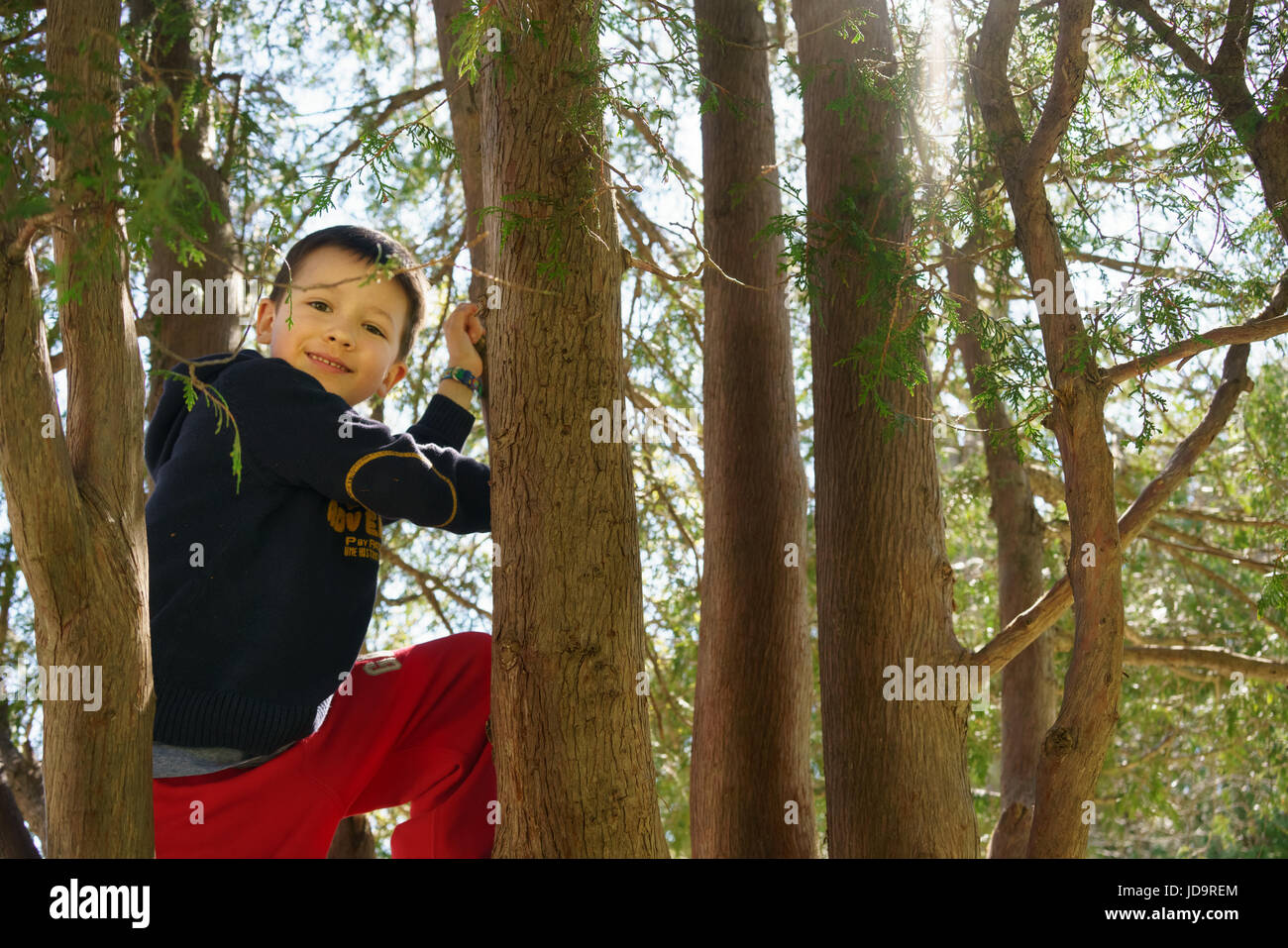 Smiling young boy climbing tree outdoors with sunshine through trees ...