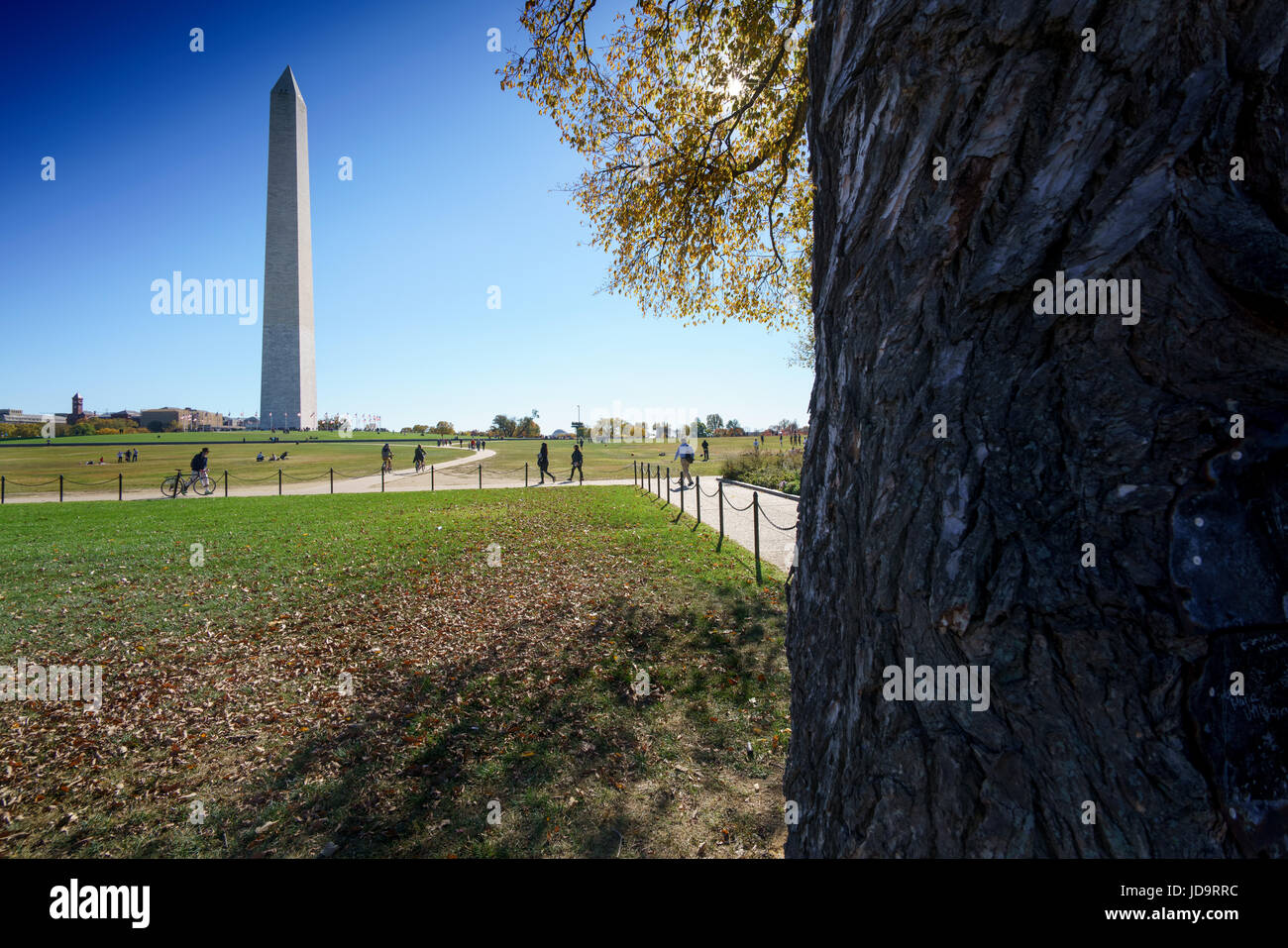 Washington dc monument tree hi-res stock photography and images - Alamy
