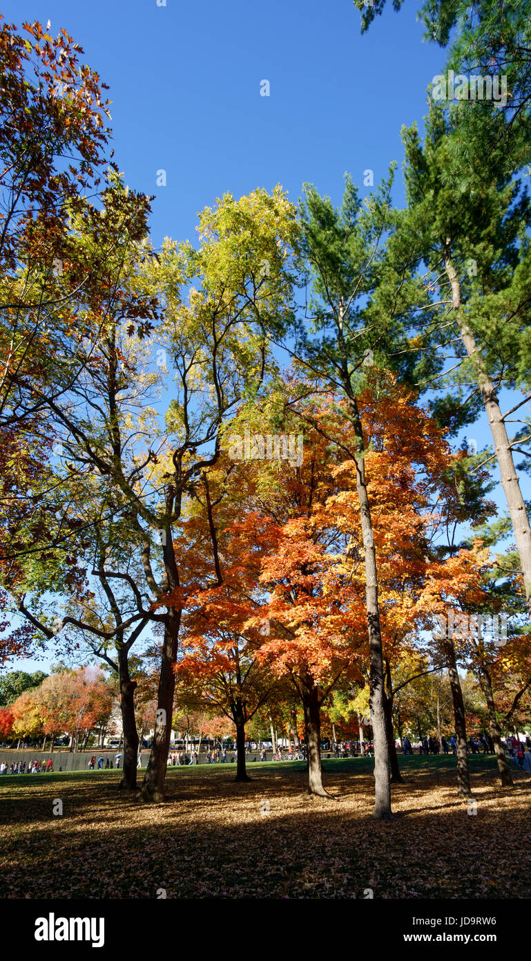 Autumn trees in public park, green grass and blue sky. washington ...
