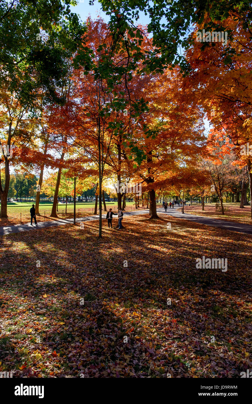 Autumn trees in public park, green grass and blue sky. washington ...