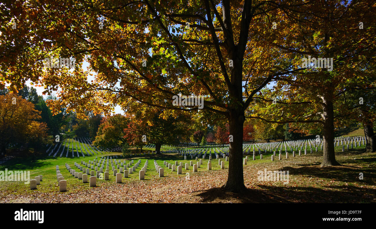 Large tree with autumn leaves and grave stones in cemetery, USA ...