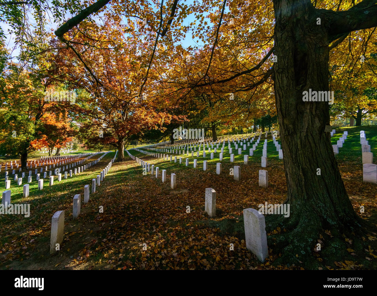 Large tree with autumn leaves and grave stones in cemetery hi-res stock ...