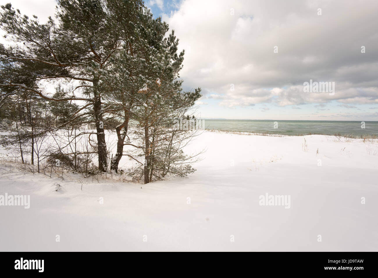 Tree growing beside water, in snow covered landscape, Ontario, Canada ...