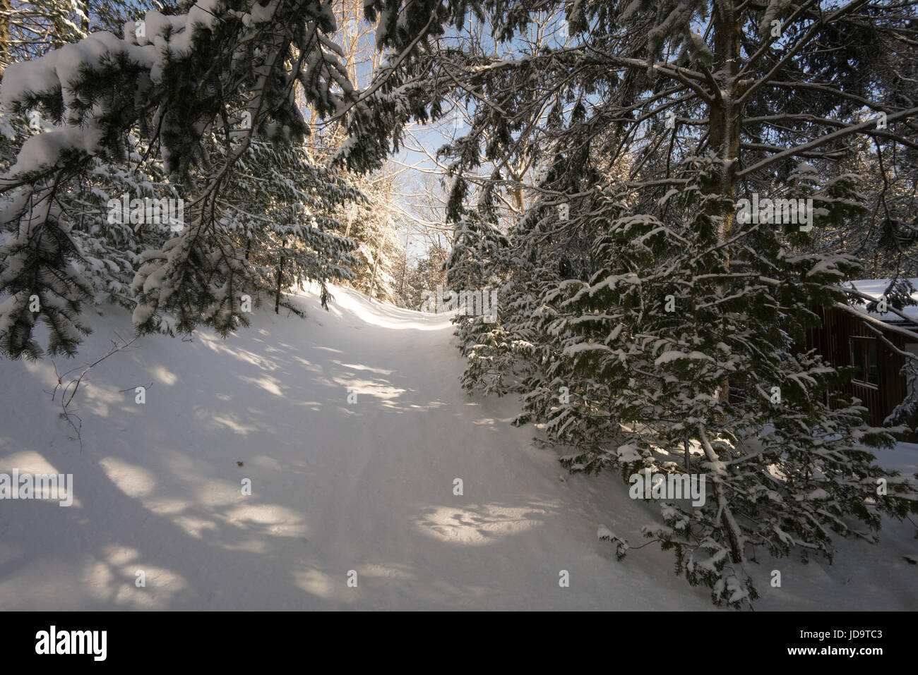 Pathway leading through snow covered forest, sunlight breaking through ...
