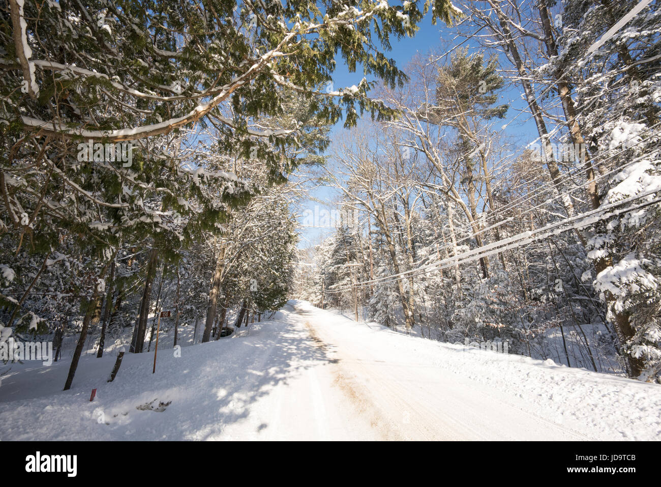 Pathway through snow covered forest, wire cables running along pathway ...
