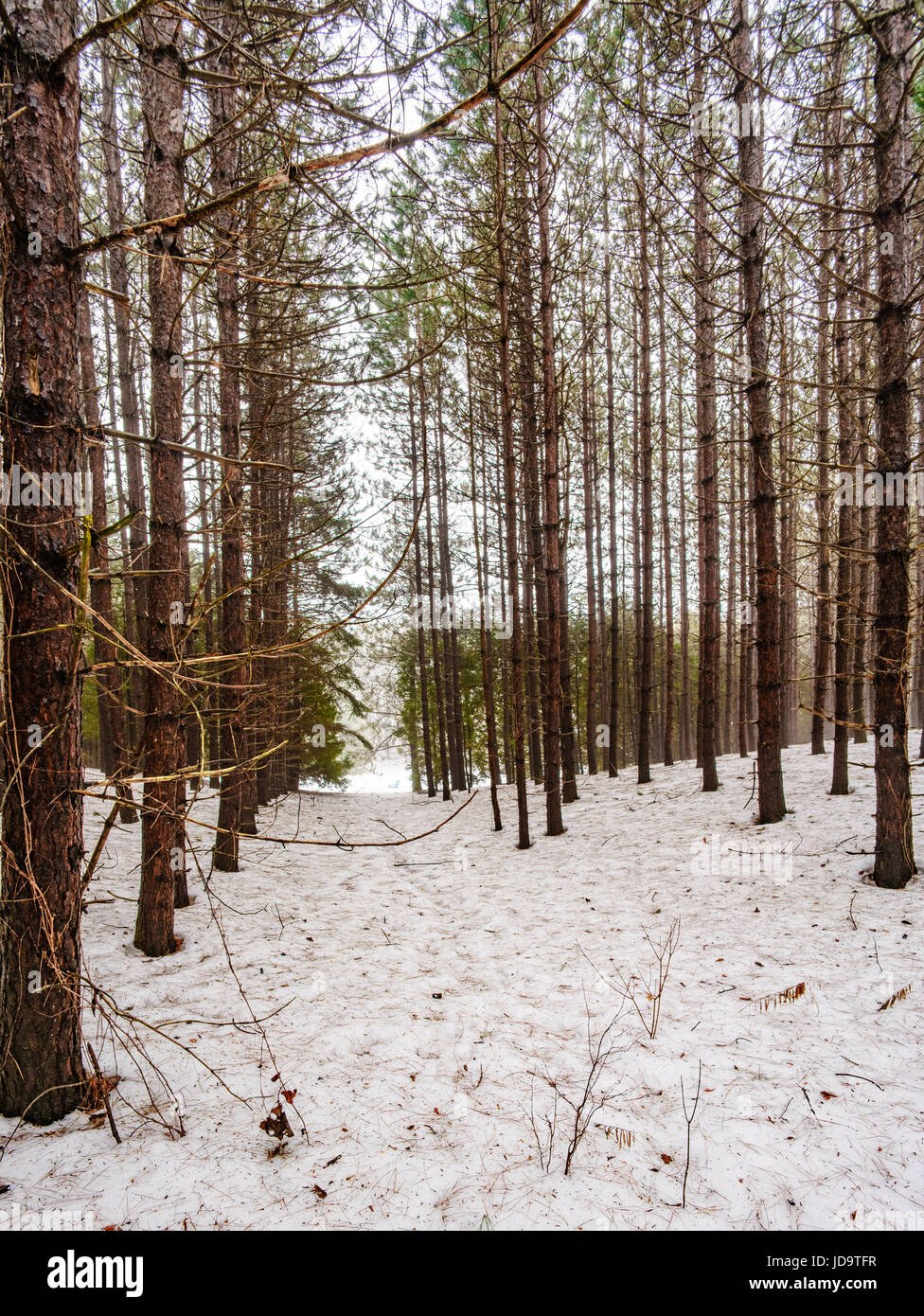 Outdoors at day, rural scene of woods in winter, Ontario, Canada ...
