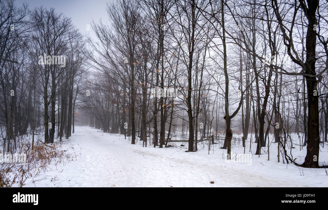 Outdoors, at day, foggy, with woods in winter, Ontario, Canada. ontario ...