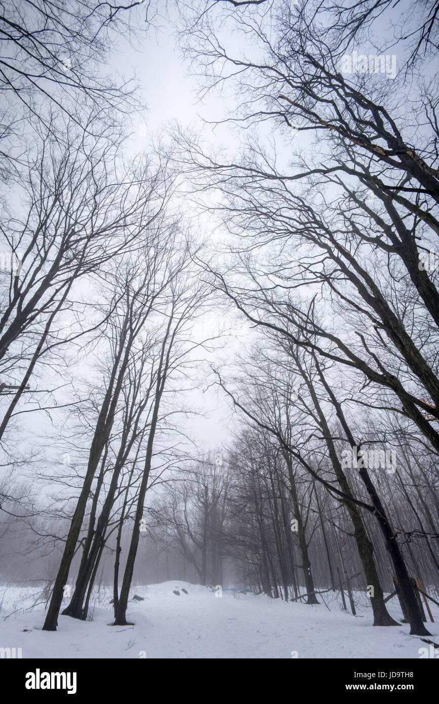 Outdoors, at day, looking up at sky through woods in winter, Ontario ...