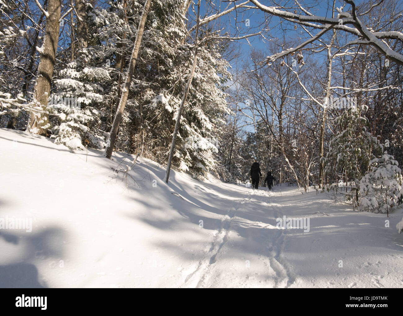 Two people walking through pathway, in snow covered forest, low angle ...