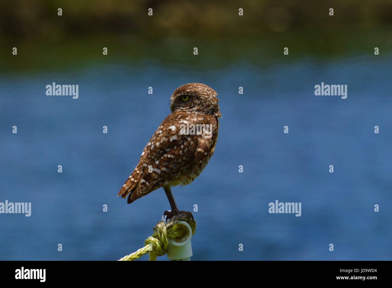 Underground owl hi-res stock photography and images - Alamy