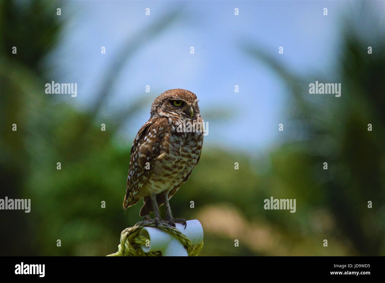 Underground owl hi-res stock photography and images - Alamy