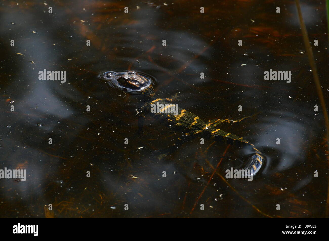 Gator hi-res stock photography and images - Alamy