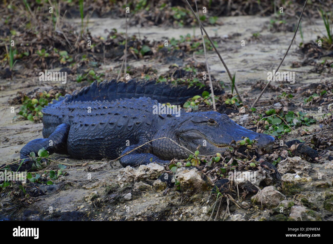 Gator swamp hi-res stock photography and images - Alamy