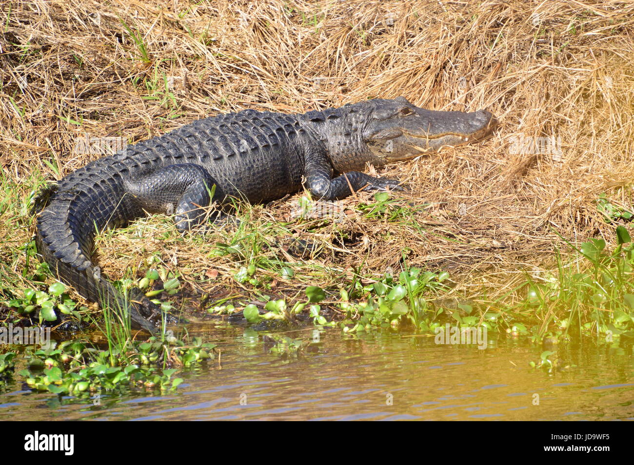 Gator teeth hi-res stock photography and images - Alamy