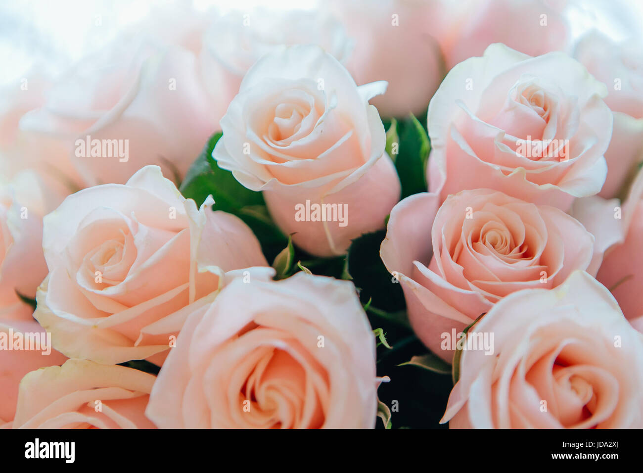Closeup beautiful tea roses wedding bouquet background Stock Photo - Alamy