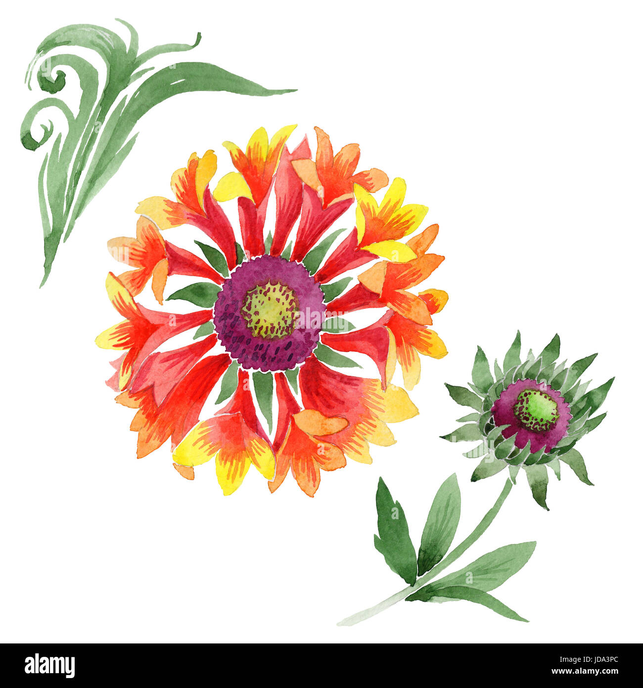 Wildflower Gaillardia flower in a watercolor style isolated. Aquarelle ...