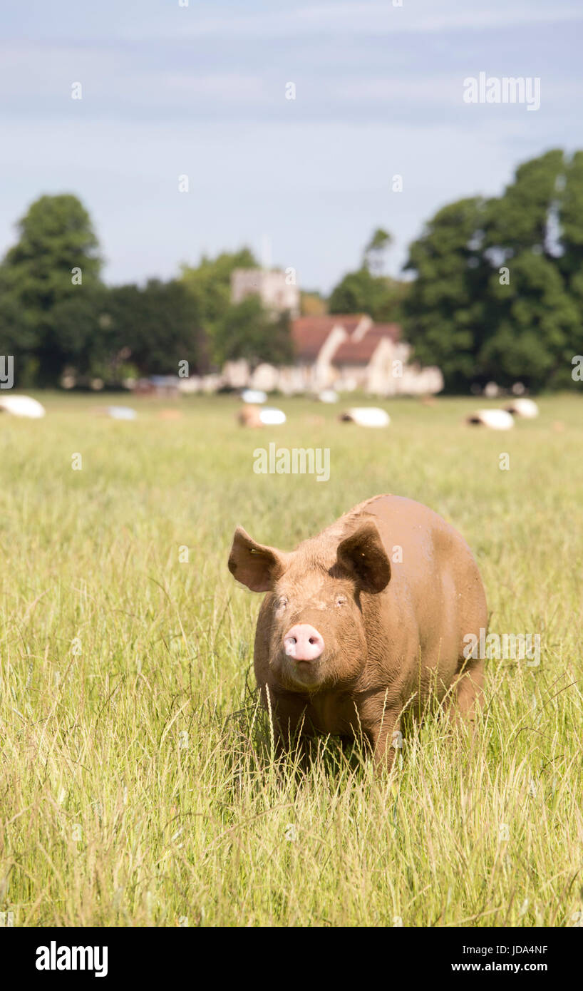 Open fields hi-res stock photography and images - Alamy