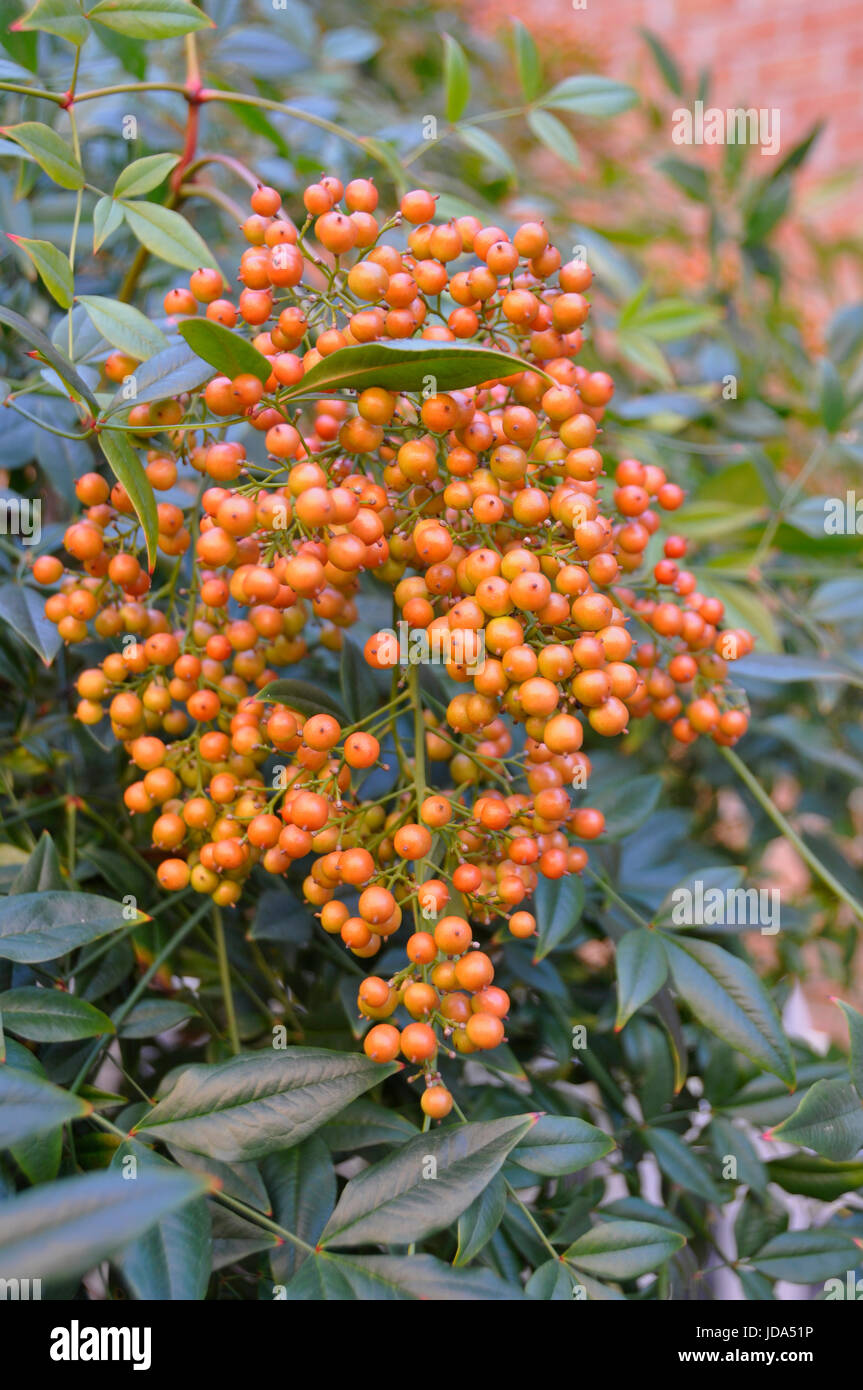Colourful berries grow on this bush in a rural area of Tennessee Stock ...