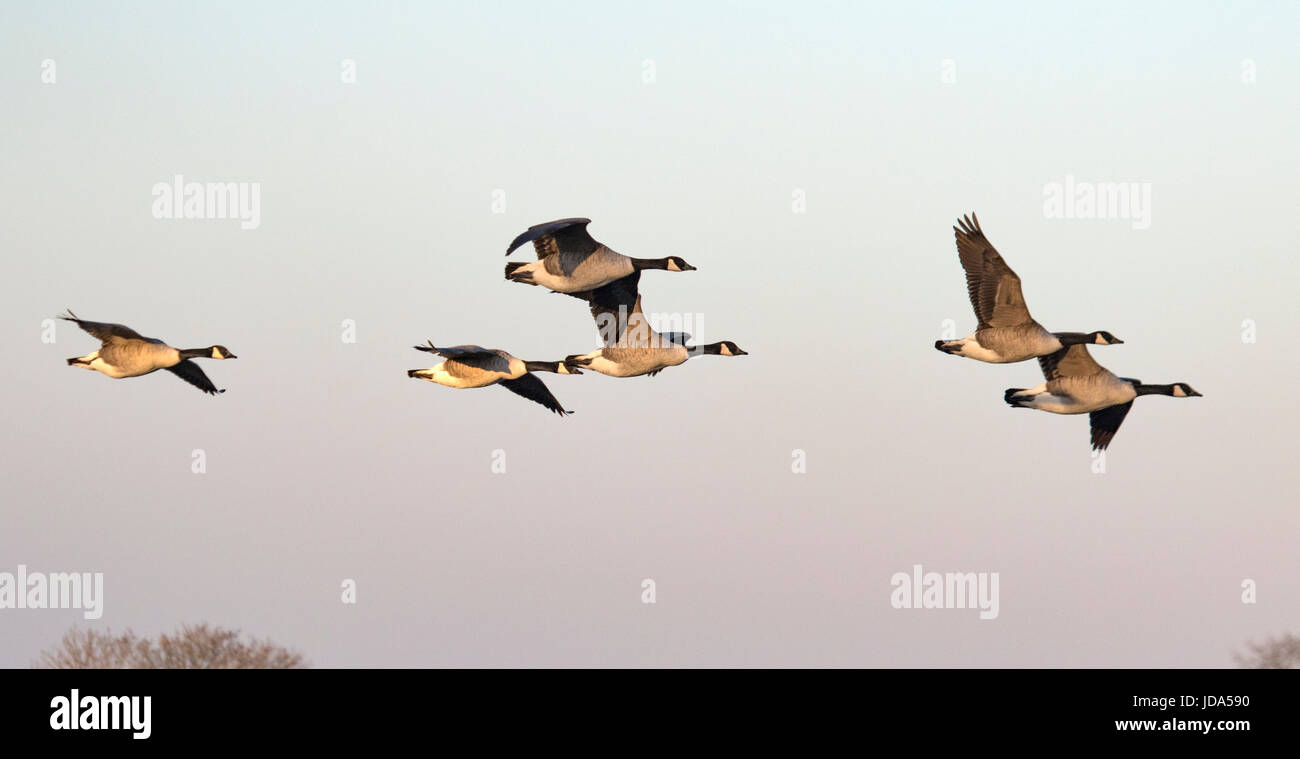 Flying with the geese hi-res stock photography and images - Alamy