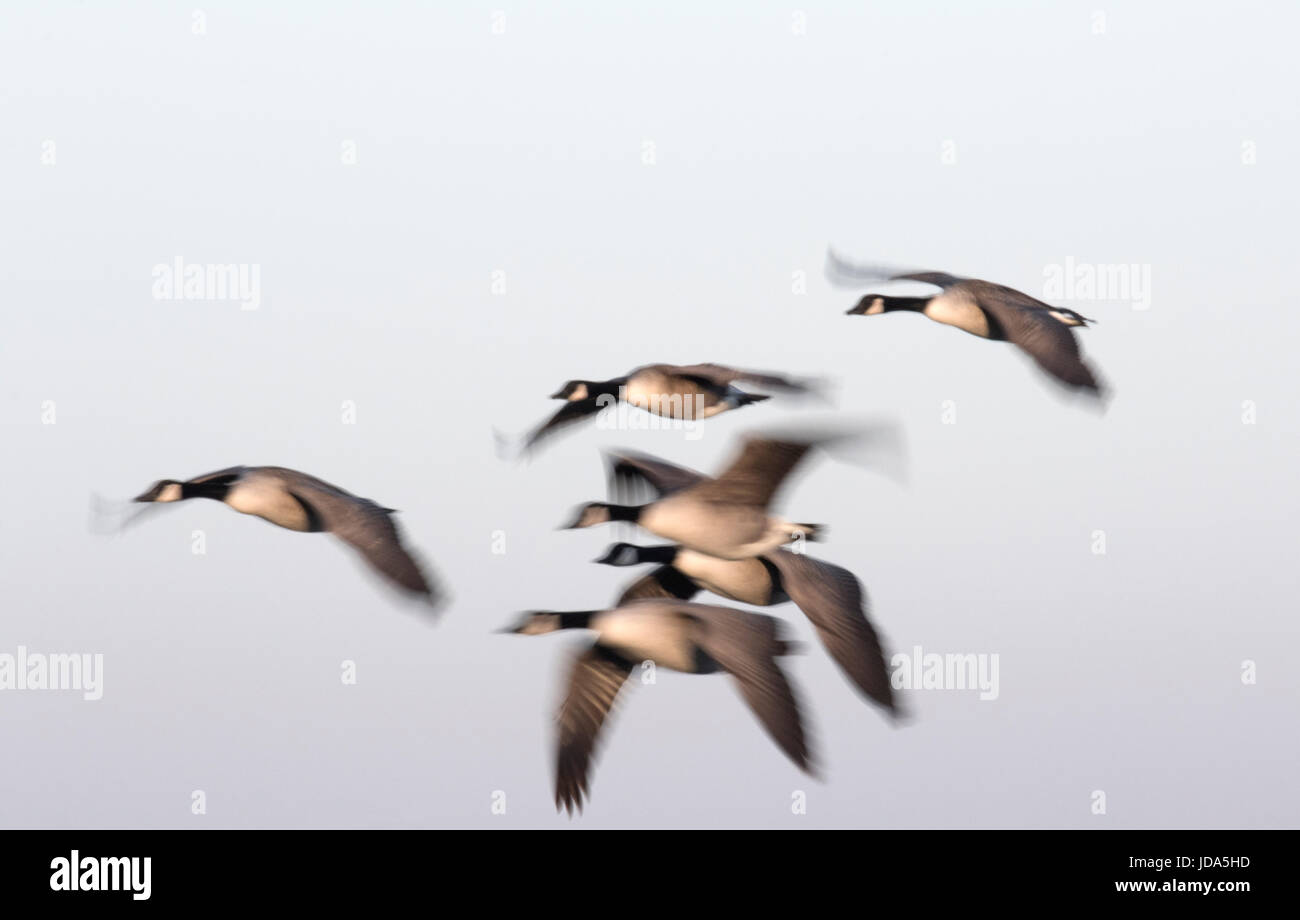 Flying with the geese hi-res stock photography and images - Alamy