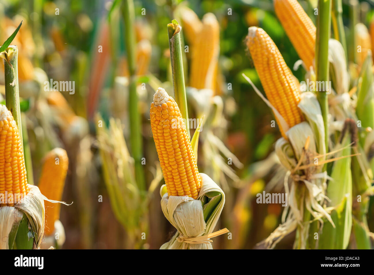 Corn field nature hi-res stock photography and images - Alamy