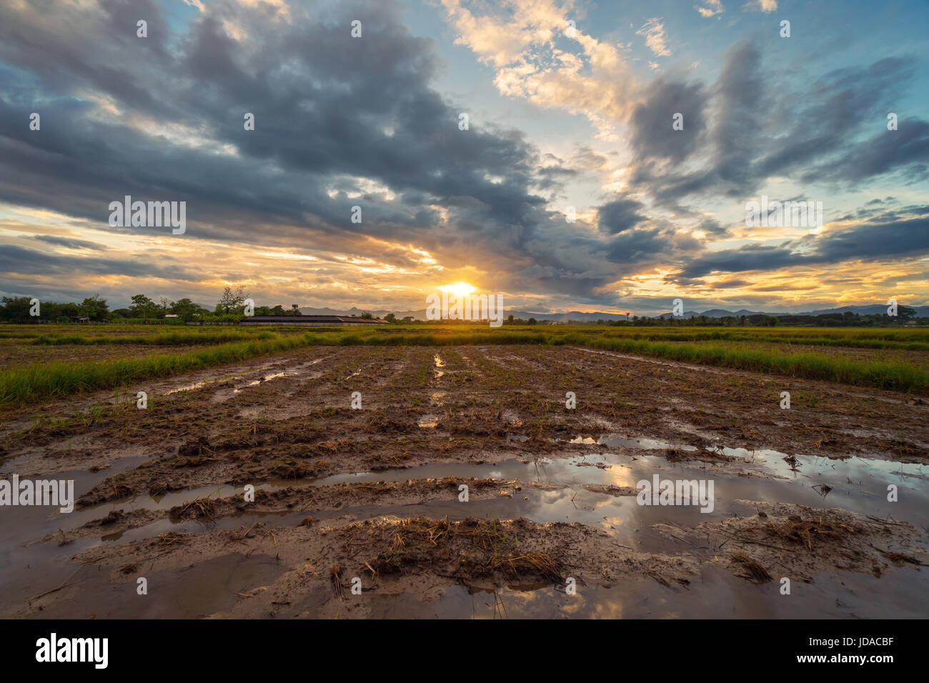 Rice field soil hi-res stock photography and images - Alamy