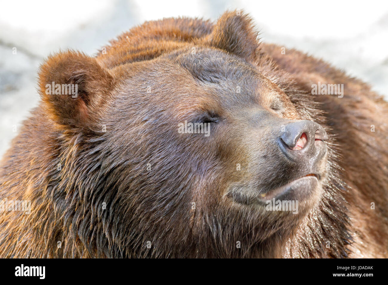Image of an animal muzzle of a large brown bear predator Stock Photo ...