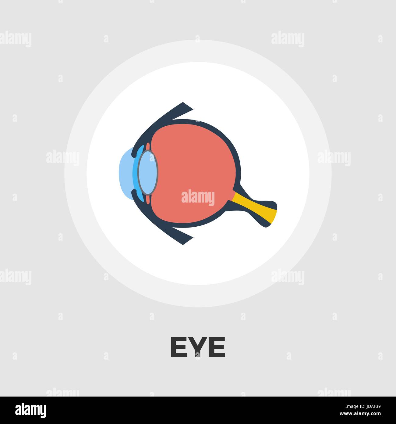 Anatomy eye icon vector. Flat icon isolated on the white background ...