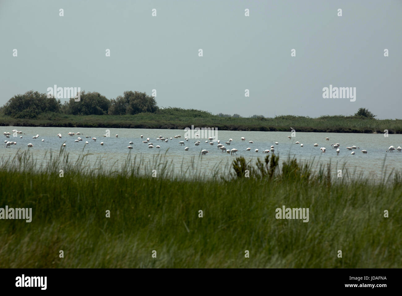 Po delta regional park hi-res stock photography and images - Alamy