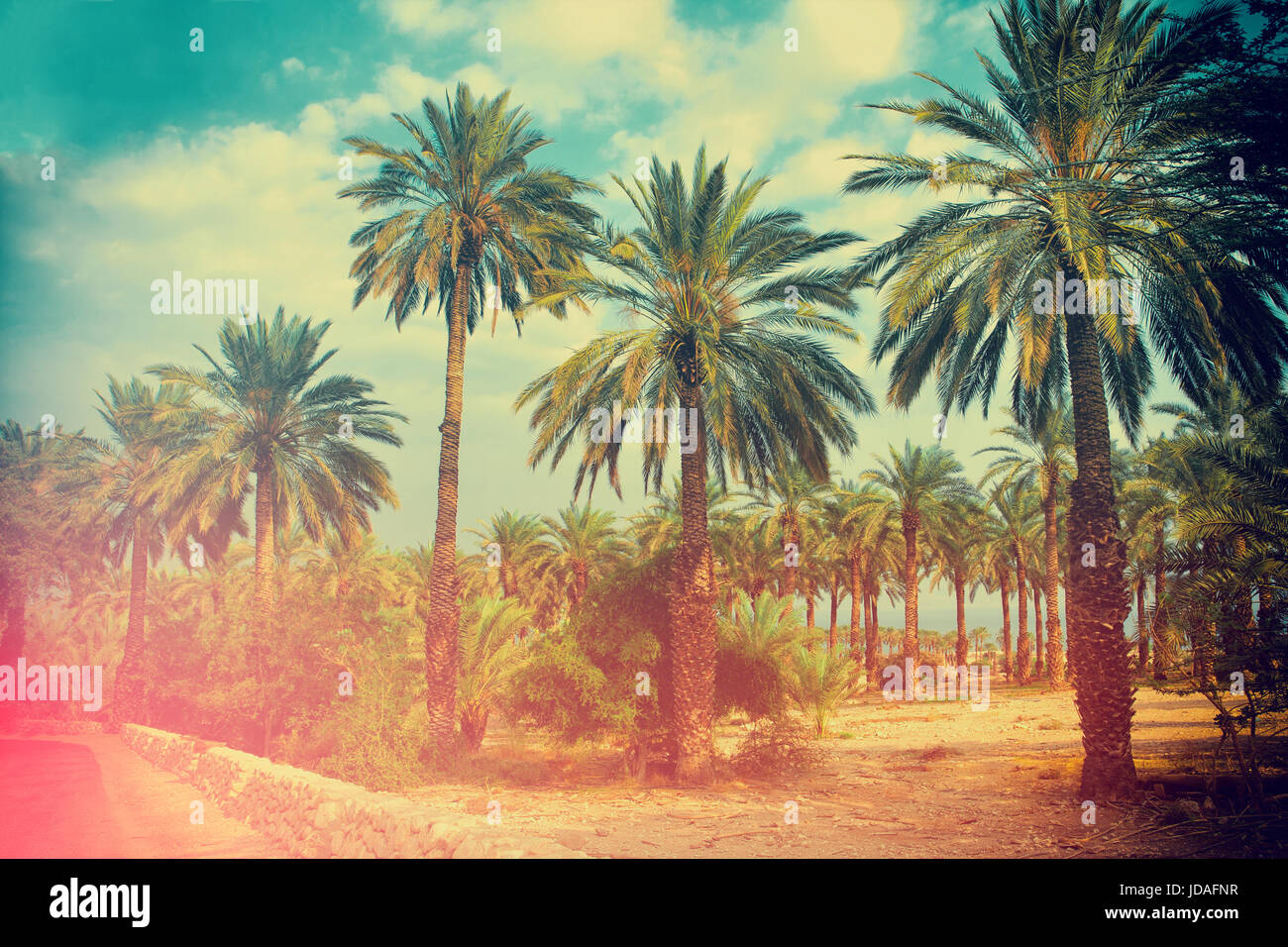 A row of tropic palm trees against the sunset sky. Silhouette of deep ...