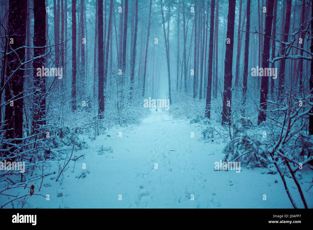 Pine snowy forest in winter in a blizzard. Blue toned Stock Photo - Alamy