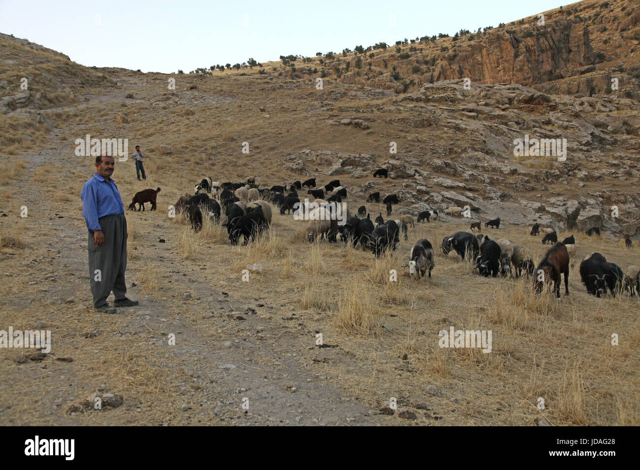Shepherd with a flock of sheep iran hi-res stock photography and images ...