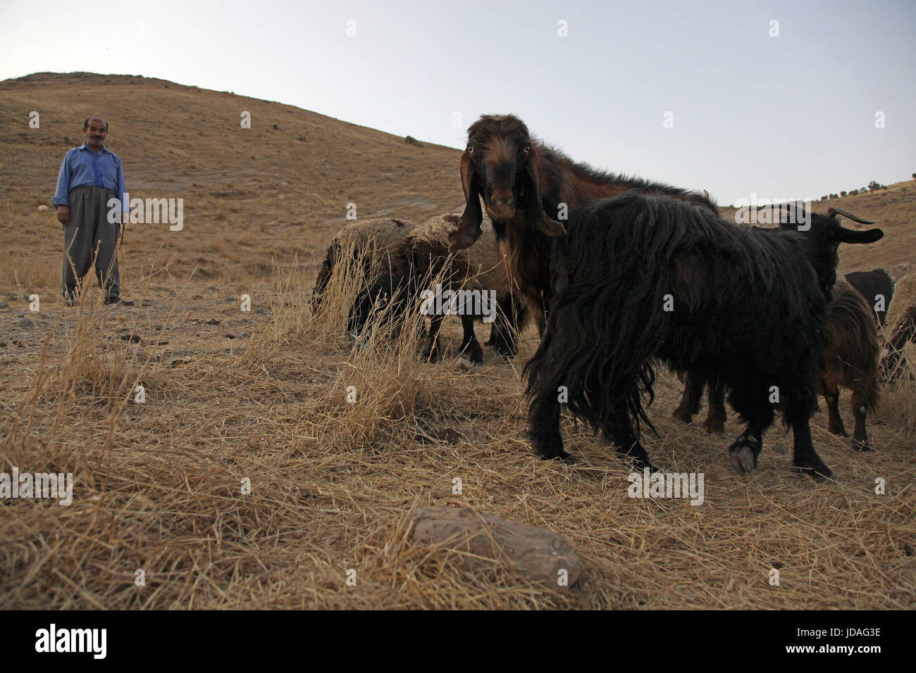 Shepherd with a flock of sheep iran hi-res stock photography and images ...