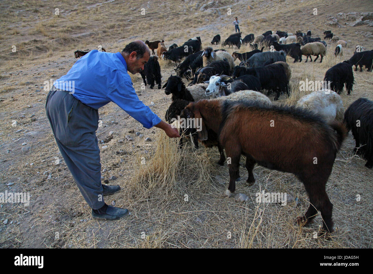 A Kurdish shepherd in a mountainous area in Soran district of the Erbil ...